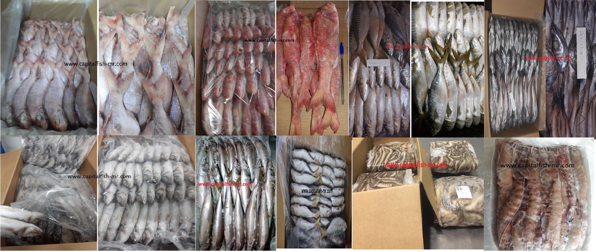 Capital Fish Mauritania – Ocean fish between your hands/Poissons d ...